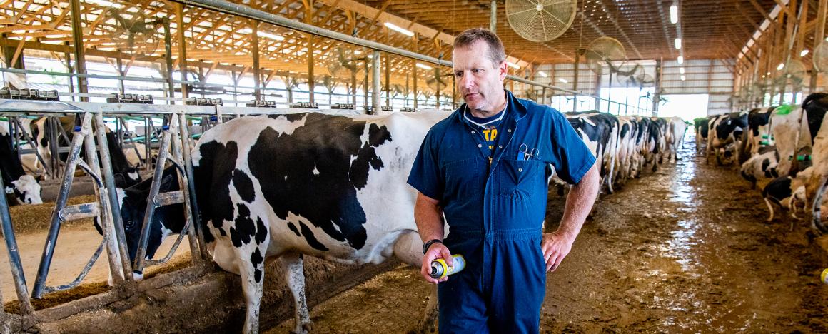 Individual Animal Care for Cattle | Cummings School of Veterinary Medicine